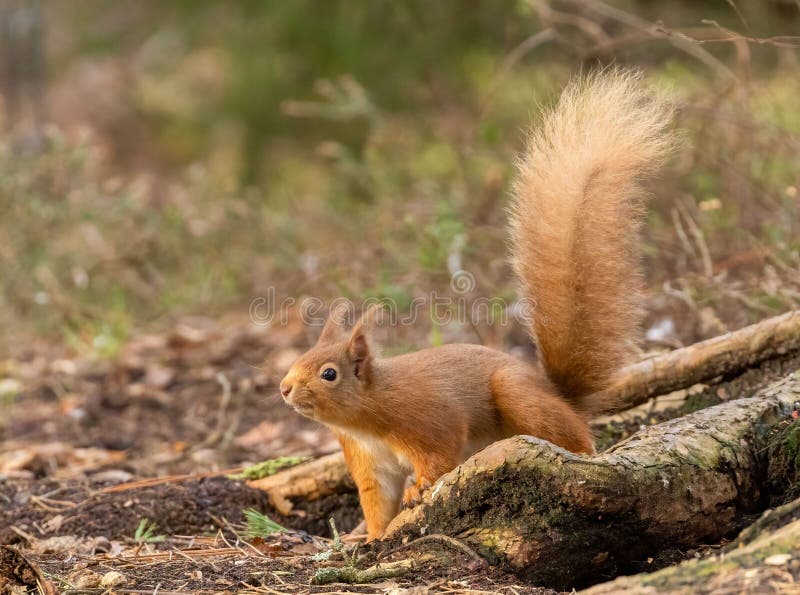 Squirrel with Tail Up Stands on a Pile of Tree Bark Stock Image - Image ...