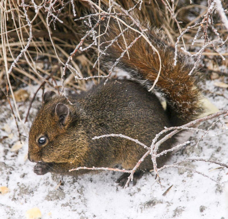 A China Squirrel on the Tree in Stalin Park Stock Image - Image of ...