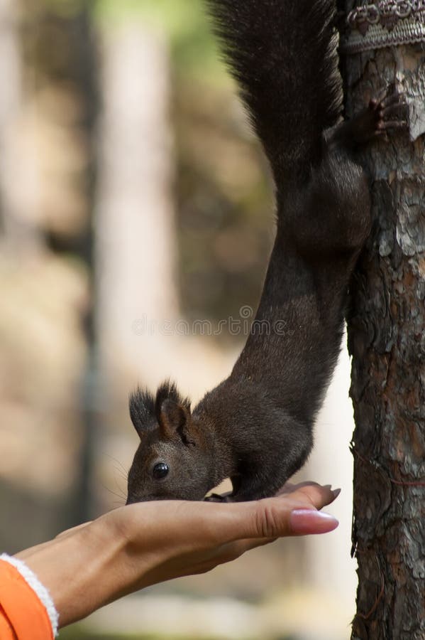 Squirrel takes food stock photo. Image of food, curiosity - 63870208
