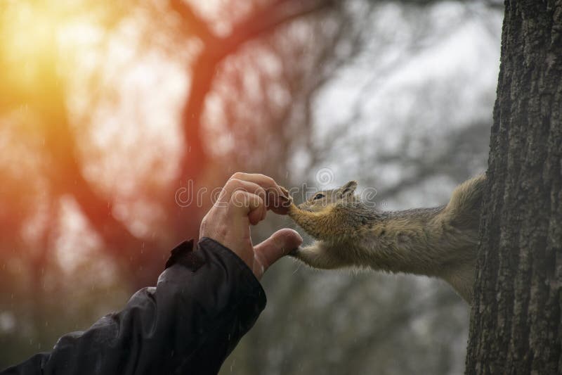 Squirrel Takes a Nut from a Man S Hands Stock Image - Image of meadow ...