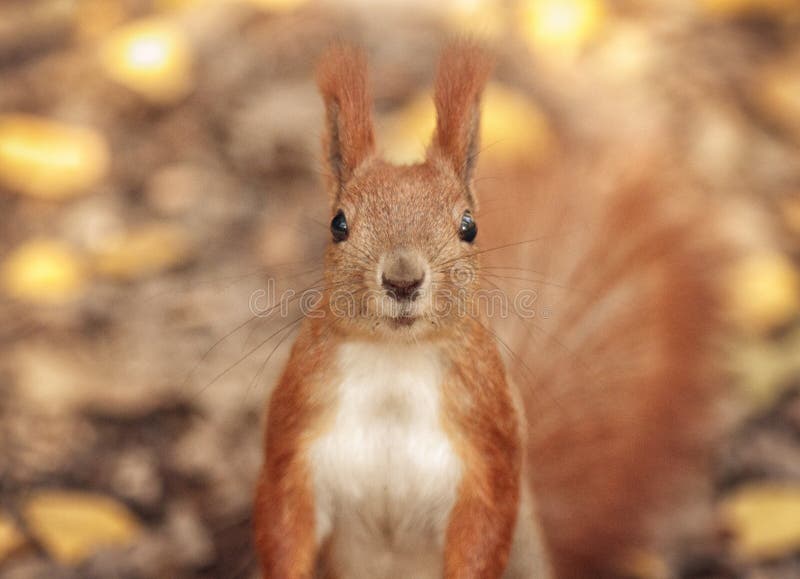A Squirrel Takes a Walnut from His Hand in the Forest. Stock Photo ...