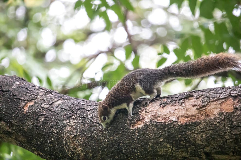 Squirrel Taking a Nap on a Tree Branch Stock Photo - Image of mammal ...