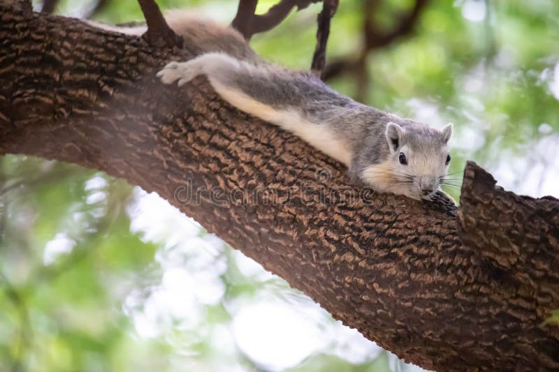 Squirrel Taking a Nap on a Tree Branch Stock Photo - Image of beauty ...