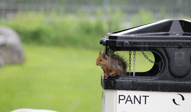 Squirrel in rain stock image. Image of creative, rainy - 140114205