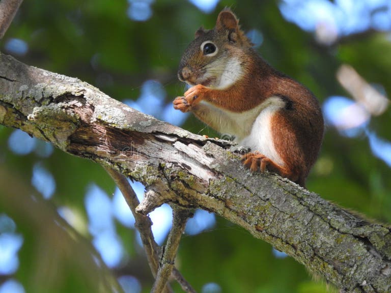 Squirrel Taking a Snack Break Stock Image - Image of squirrel, eating ...