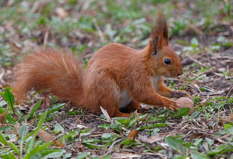 Squirrel with walnut stock photo. Image of eating, forest - 55188980