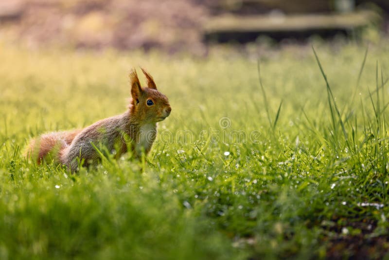 A Squirrel is Standing in Tall Grass Near a Bench Outside Stock Photo ...