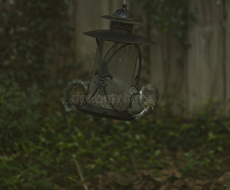 The Squirrel is a Thief! stock photo. Image of victory - 163668130