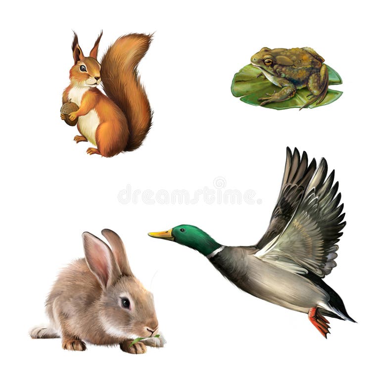 Squirrel, Toad, Rabbit and Drake Stock Illustration - Illustration of ...