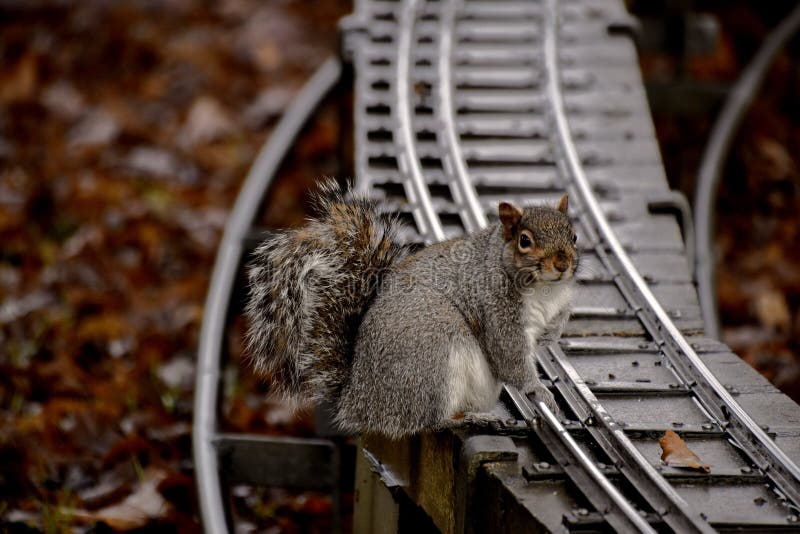 Squirrel on the Tracks at the Miniature Railway Stock Photo - Image of ...