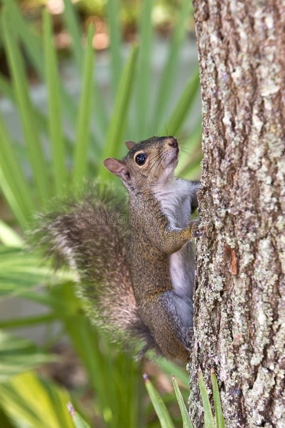 2,311 Cute Brown Squirrel Climbing Tree Stock Photos - Free & Royalty ...