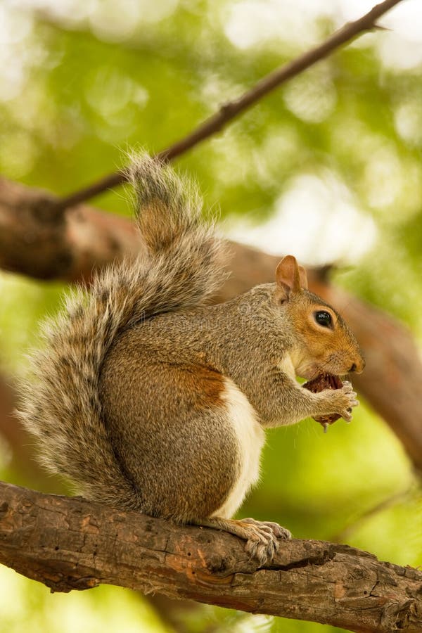 Squirrel Picture. Image: 1768940
