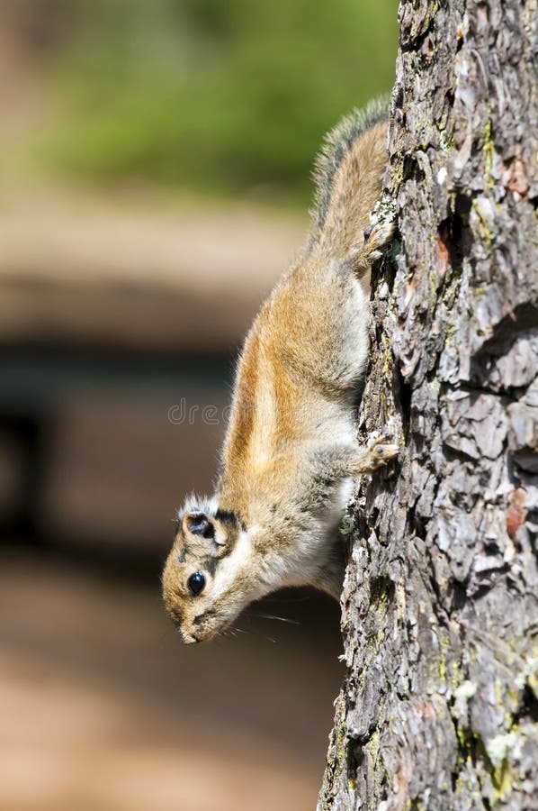 Squirrel in tree stock image. Image of cute, environment - 20135291