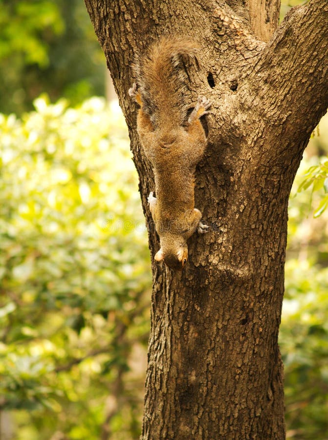 Squirrel on a tree stock image. Image of hungry, nature - 5335999