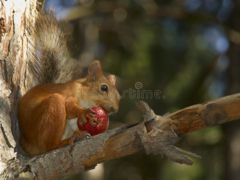 Squirrel on the tree stock photo. Image of squirrel, pine - 5960758