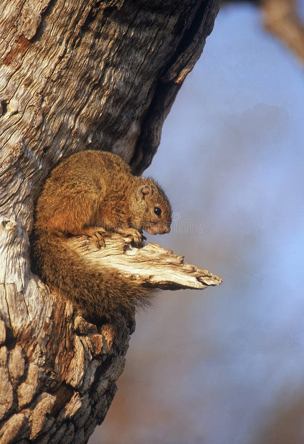 Squirrel in tree stock photo. Image of rodents, wildlife - 7202106