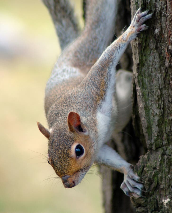 Squirrel on tree stock photo. Image of animal, climb, nature - 7719422