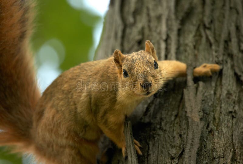 Squirrel on a Tree stock image. Image of animal, furry - 890617