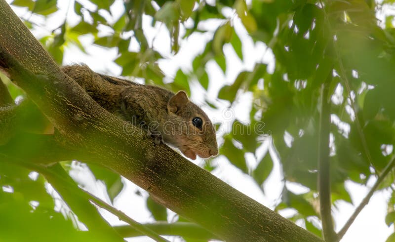 Squirrel on a Tree Branch in the Shade Looking Down Stock Image - Image ...