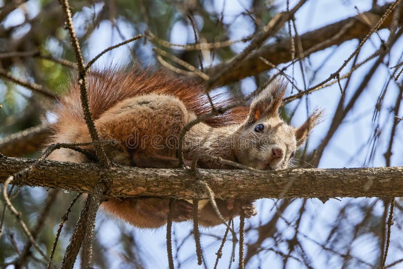 A Squirrel on a Tree Branch Stock Photo - Image of habitat, mammal ...