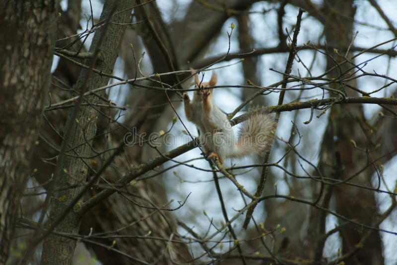 Squirrel on a Tree Branch in Spring in the Park Stock Image - Image of ...