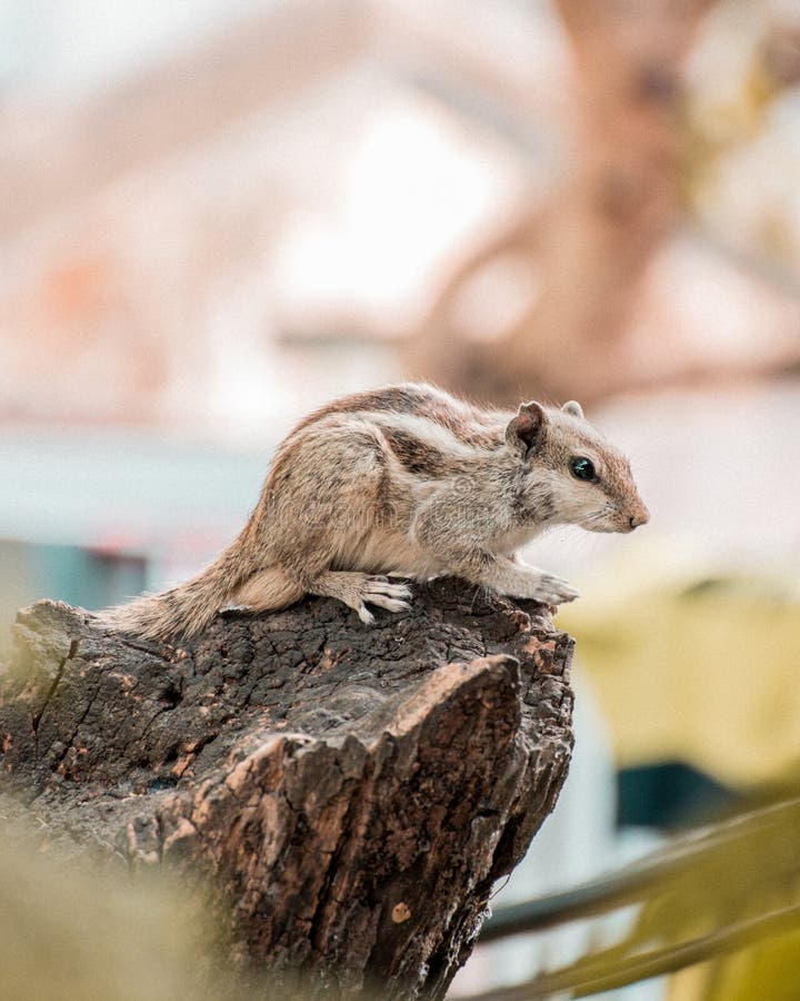 Squirrel on tree stock photo. Image of squirrel, rodent - 274187544