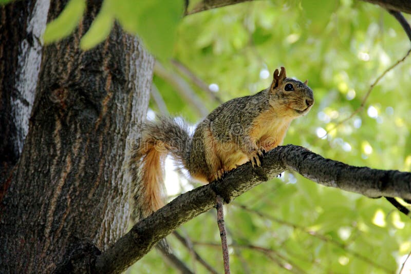 Squirrel on branch stock image. Image of animal, branches - 81301797