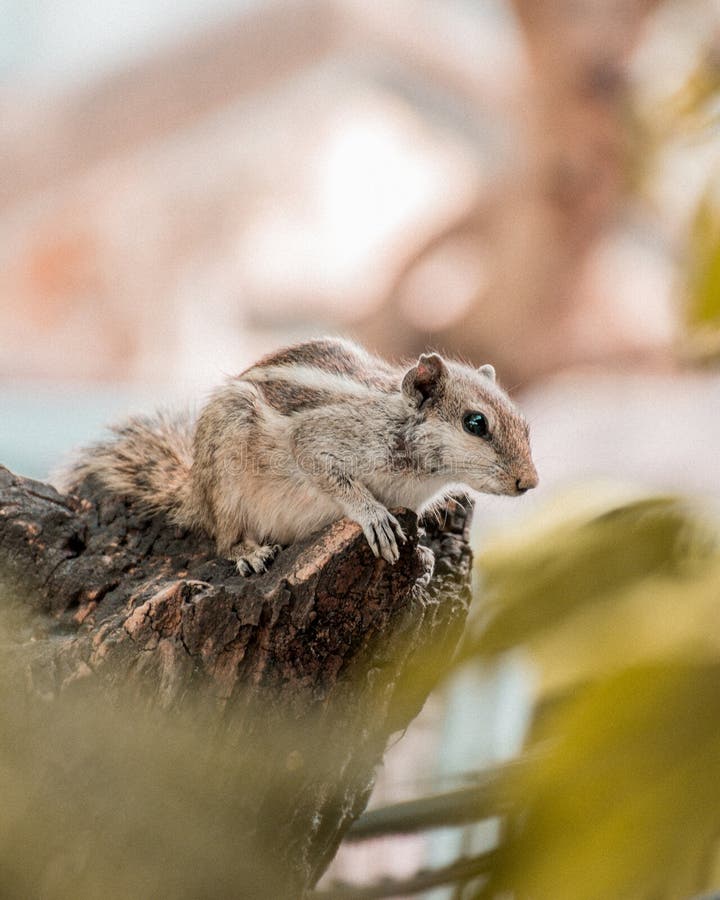 Squirrel on tree stock photo. Image of green, mammal - 274187666