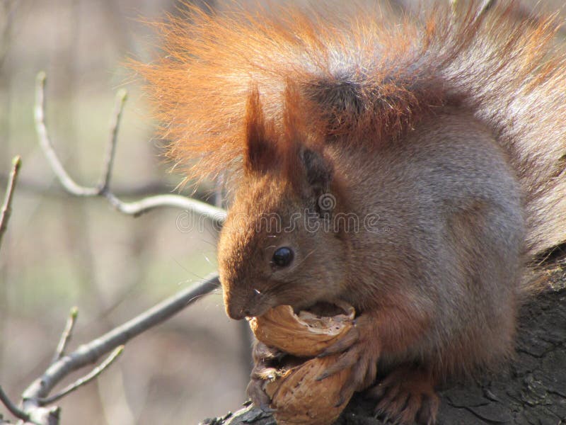 Squirrel with nuts stock image. Image of animal, spring - 274540067