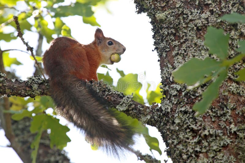Squirrel on a Tree Finding Acorns Stock Photo - Image of animal, tail ...