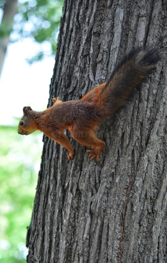 Squirrel Tree Forest Animal Park Cute Stock Image - Image of squirrel ...