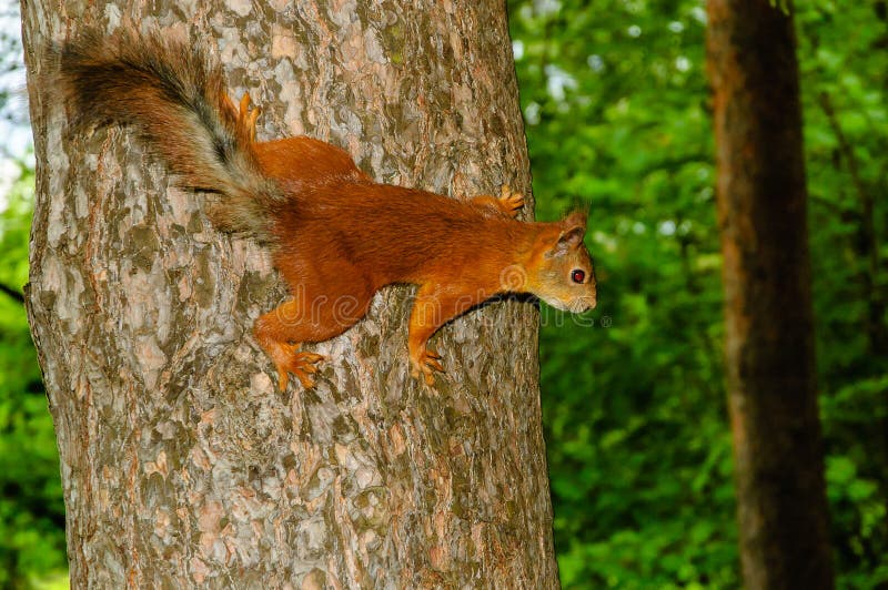 Squirrel on tree stock photo. Image of organism, ponytail - 61852398