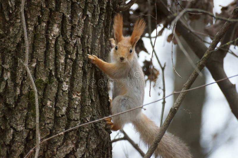 Squirrel on a Tree in the Forest Stock Photo - Image of animal ...