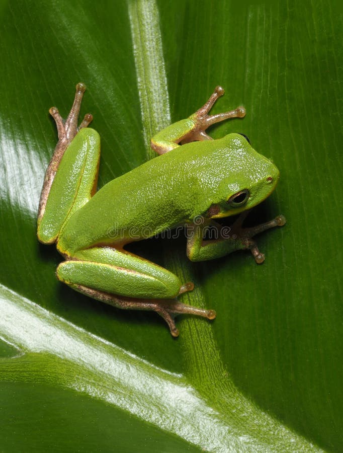 Squirrel Tree Frog on Cut Leaf Philadendrum Stock Photo - Image of ...