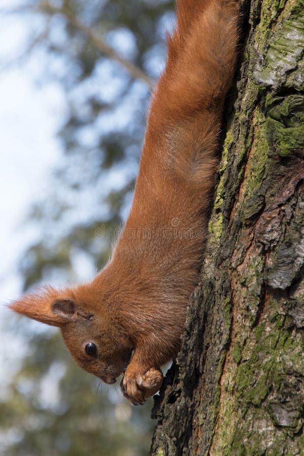 Squirrel on a Tree Holding a Nut. a Beautiful Photo Stock Image - Image ...