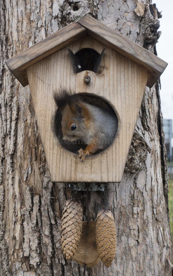 Squirrel on a Tree in a House Stock Image - Image of cute, animal ...