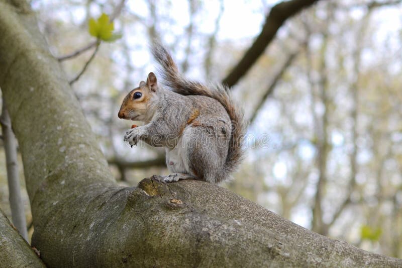 402 Beige Squirrel Stock Photos - Free & Royalty-Free Stock Photos from ...