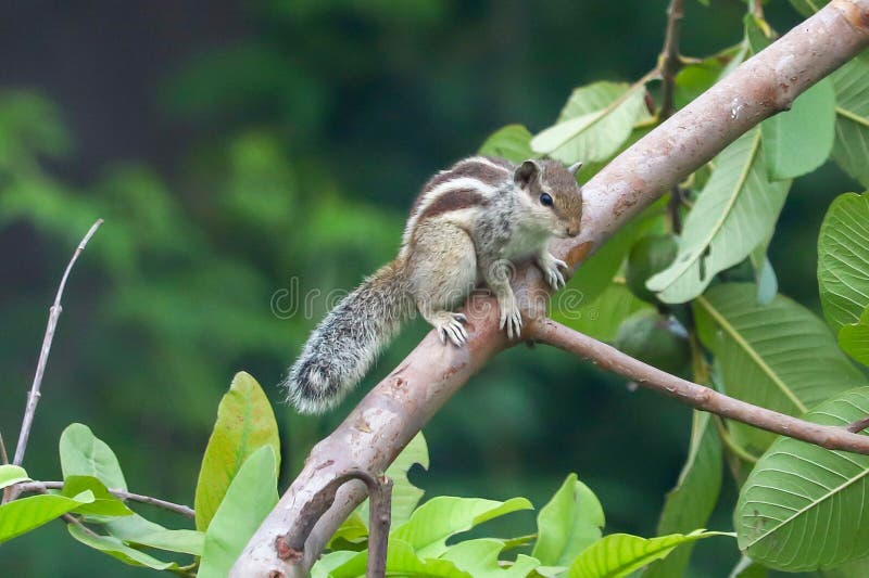 Jungle Palm Squirrel