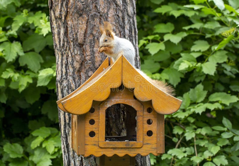 Squirrel in the Tree Monitors Security, the Ability of a Squirrel To ...