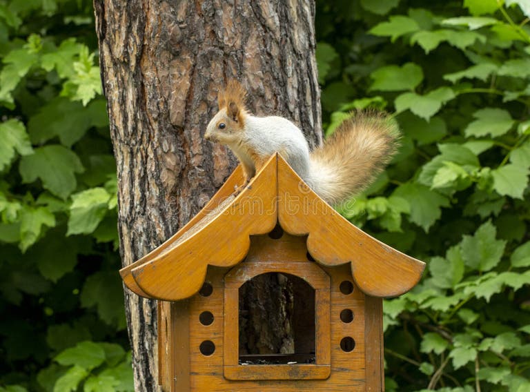 Squirrel in the Tree Monitors Security, the Ability of a Squirrel To ...