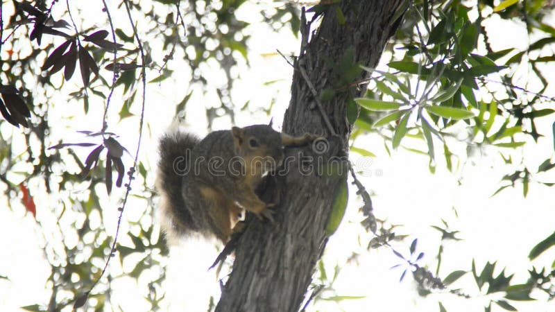 Squirrel Grappling Stock Footage & Videos - 9,449 Stock Videos