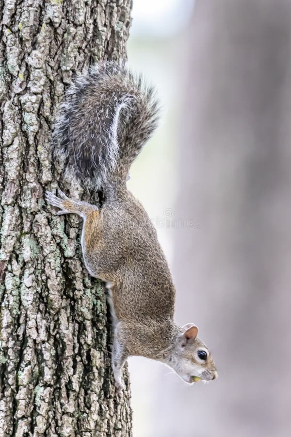 Squirrel on a Tree with Nut in the Mouth Stock Photo - Image of twig ...