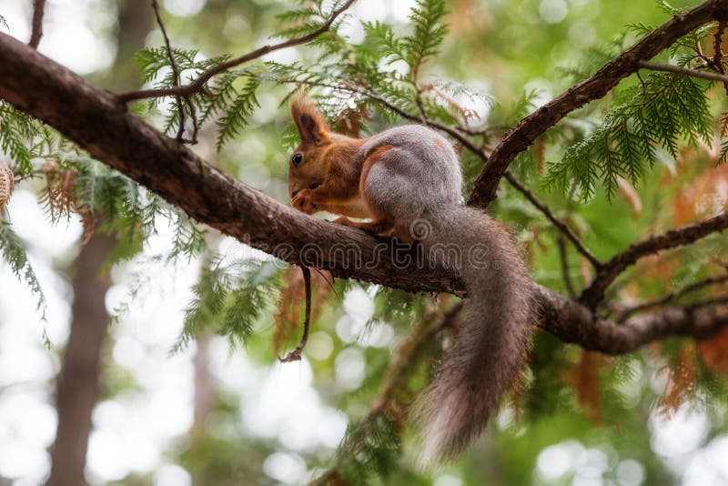 Squirrel on a Tree Nut Nibbles Close Up Stock Image - Image of ...