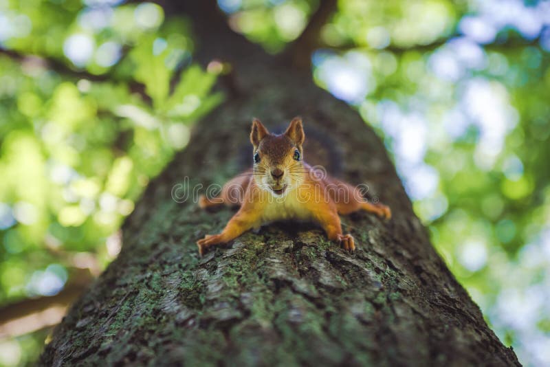 Squirrel on tree with nut stock photo. Image of beautiful - 74570686