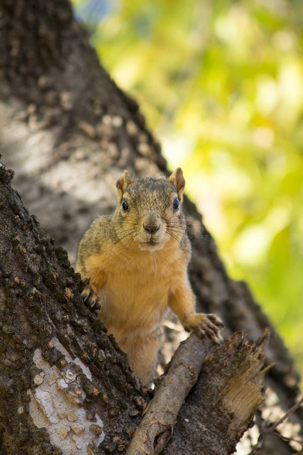 Squirrel in tree stock photo. Image of sitting, rodent - 47614378