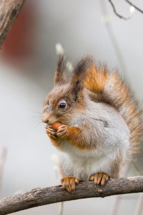 Squirrel on a tree stock image. Image of cute, park, nature - 79513273
