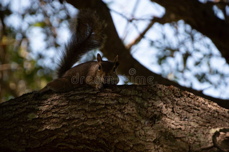 Squirrel in a tree stock image. Image of jump, forrest - 148296453