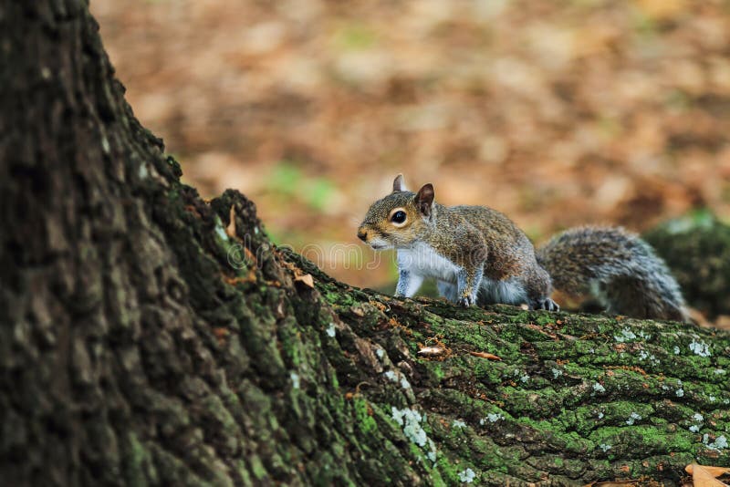 Squirrel on the tree stock photo. Image of root, mammal - 45322276