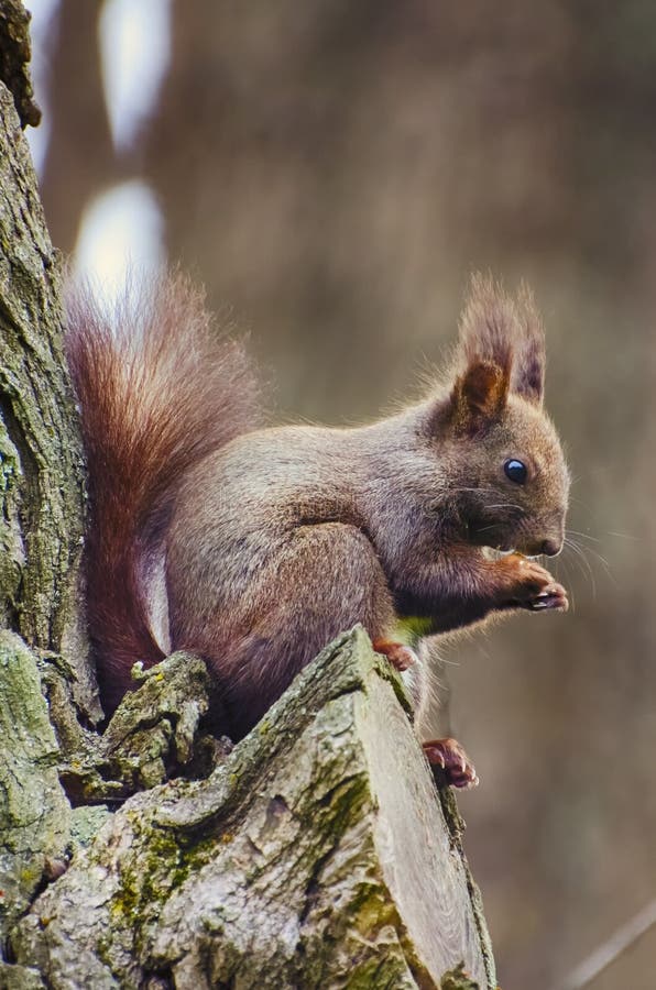Squirrel at Tree stock photo. Image of fluffy, park - 127550234