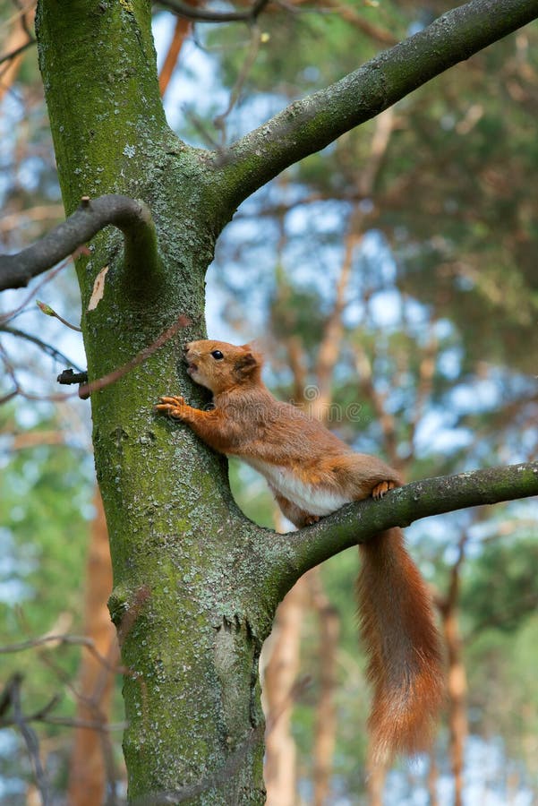 Squirrel on a tree stock image. Image of green, small - 69533653